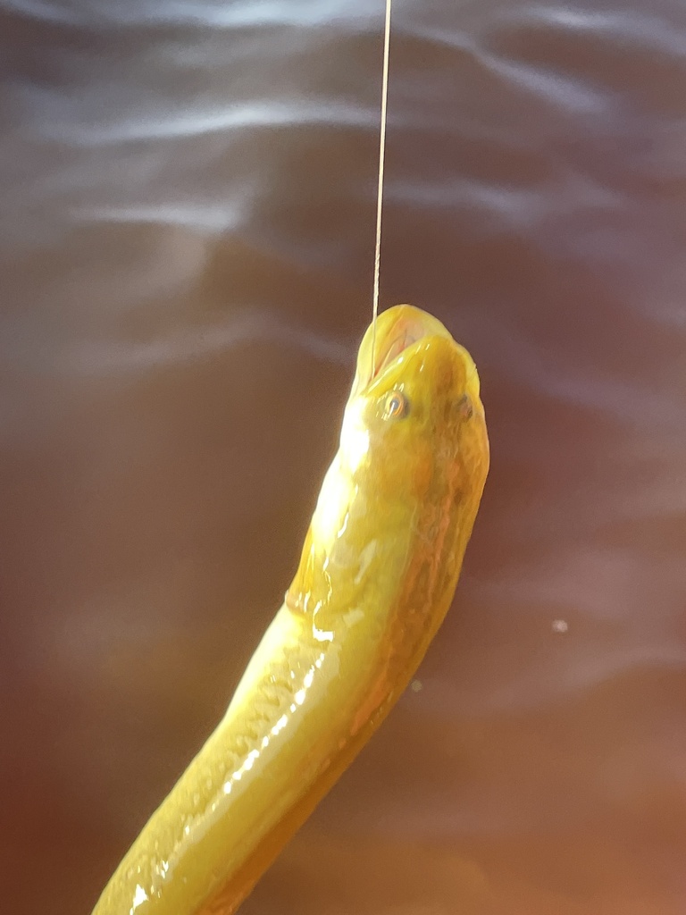 Key Brotula from Carolina Beach State Park, Carolina Beach, NC, US on ...