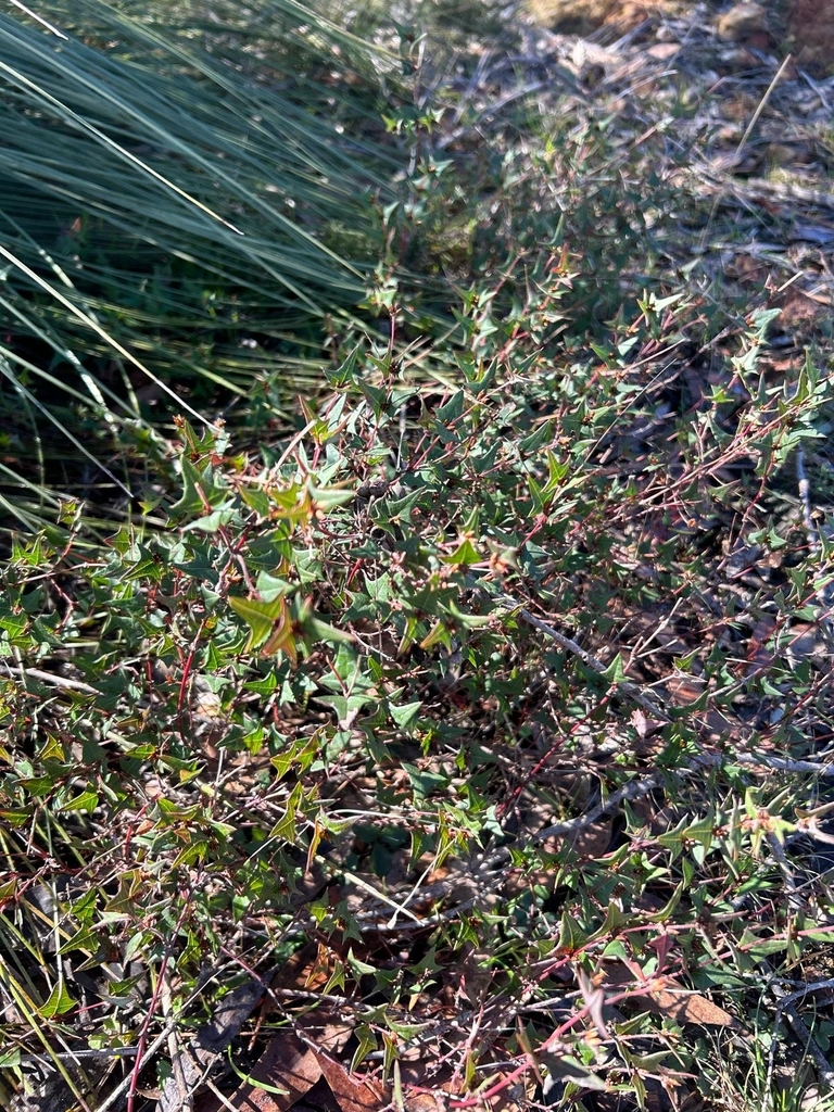 Common Flat-pea from Golden Plains - South-East, AU-VI, AU by Georgia ...