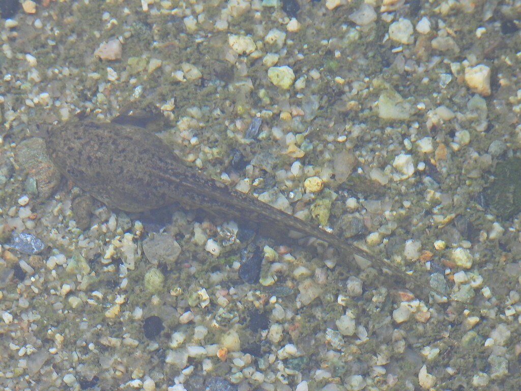 Italian Pool Frog from 20250 Corte, France on August 18, 2024 at 12:07 ...