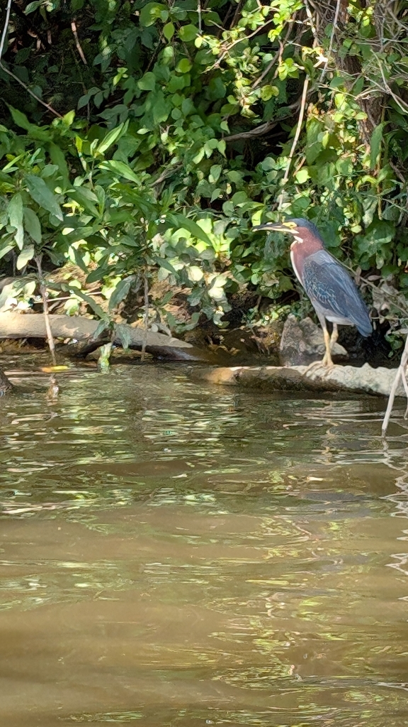 Green Heron from Northwest Washington, Washington, DC, USA on August 16 ...