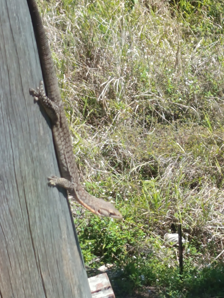 Freckled Monitor from Shute Harbour QLD, Australia on August 19, 2024 ...