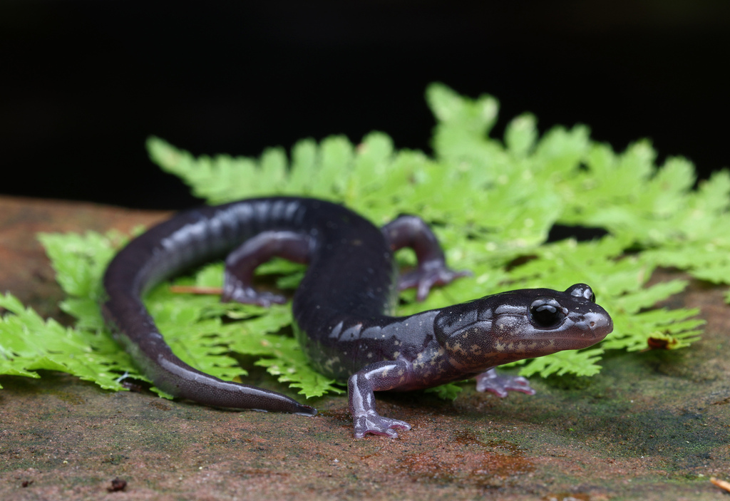 Wehrle's Salamander in July 2024 by Jake Scott · iNaturalist