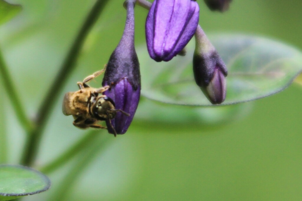 Confusing Furrow Bee from Oil City, PA 16301, USA on August 18, 2024 at ...