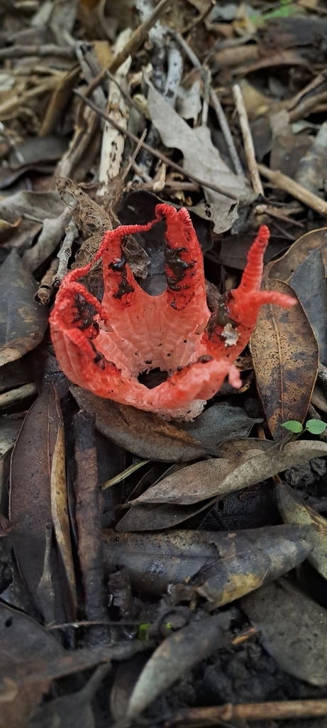 Clathraceae in August 2024 by Brandon Attard · iNaturalist