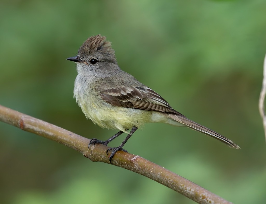 Northern Scrub-Flycatcher from El Valle de Antón, Provincia de Coclé ...