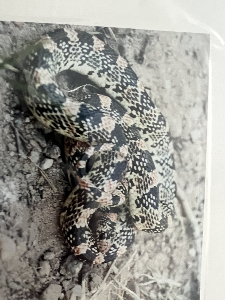 Long-nosed Snake in June 2002 by Mike Rochford · iNaturalist