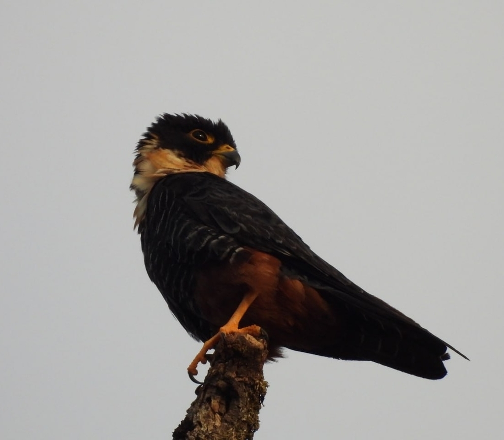 Bat Falcon from Palermo, Huila, Colombia on August 3, 2023 by María ...