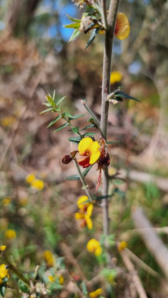 Showy Bossiaea from Main Ridge VIC 3928, Australia on August 19, 2024 ...