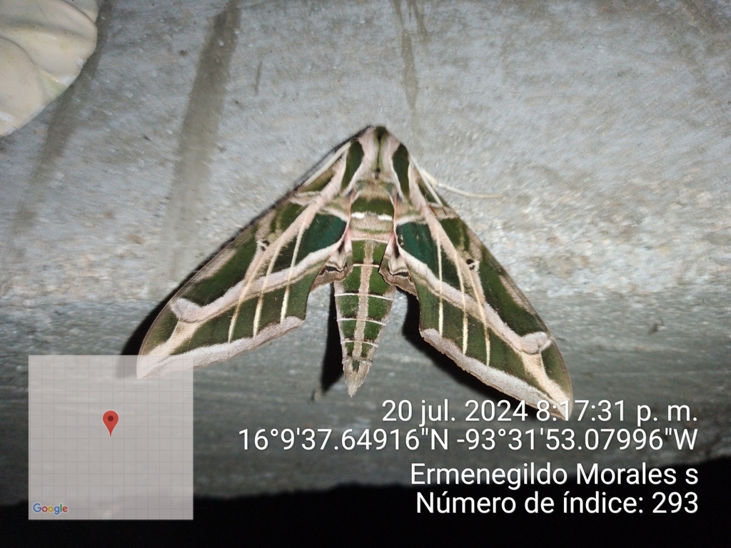 Vine Sphinx from 30499 Chis., México on July 20, 2024 at 08:17 PM by ...