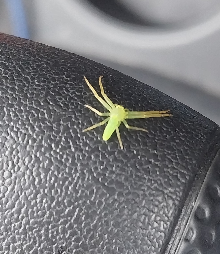 Oxytate striatipes from 1-1 Kawasakichō, Kuji, Iwate 028-0051, Japan on ...