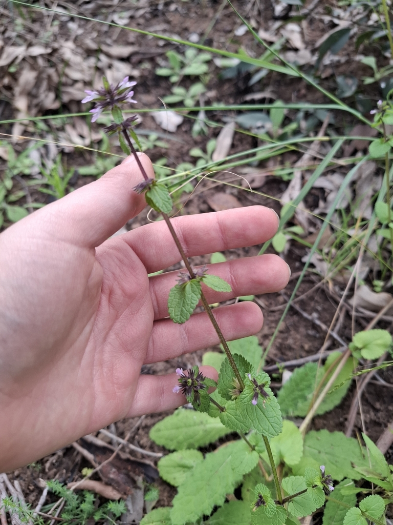 Field woundwort from Kingswood, Kingswood NSW 2747, Australia on August ...