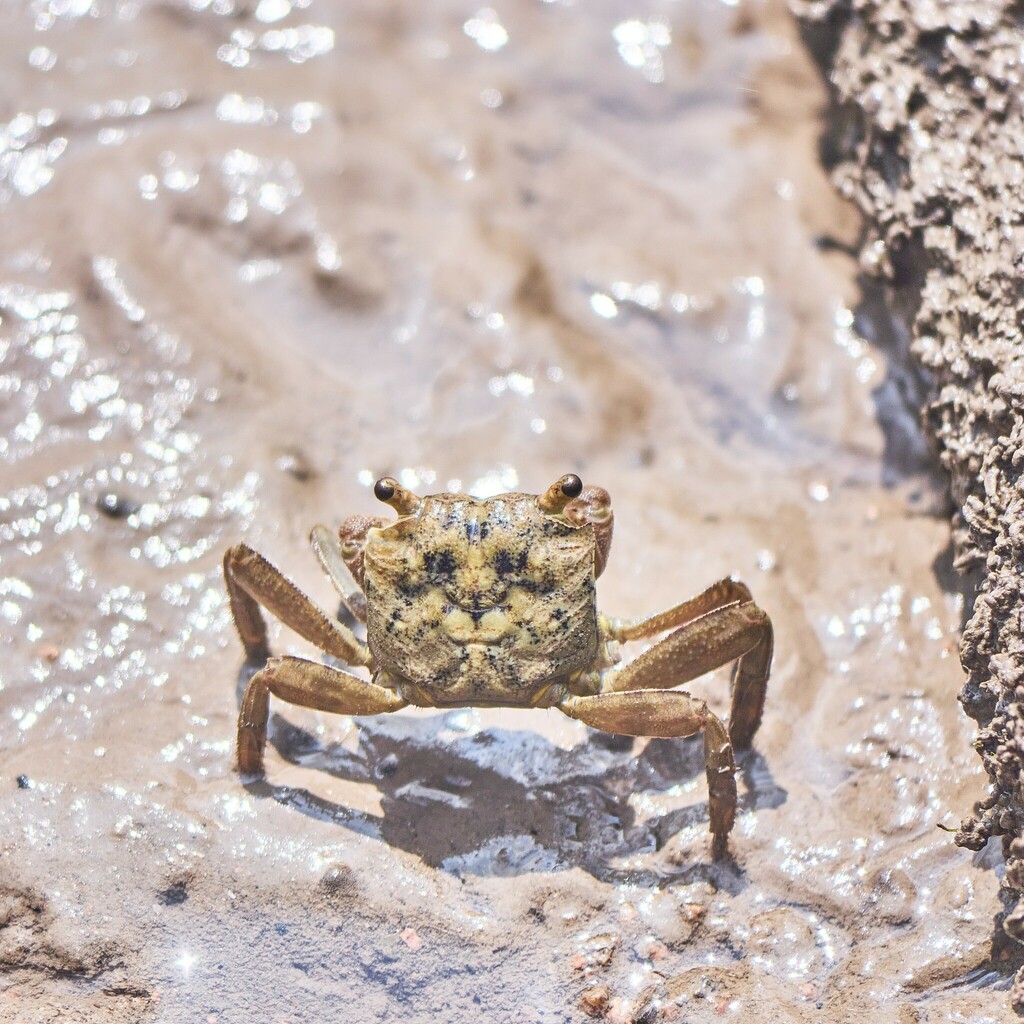 Parasesarma pictum from 中国舟山市嵊泗县嵊泗列岛 on August 16, 2024 at 01:51 PM by ...