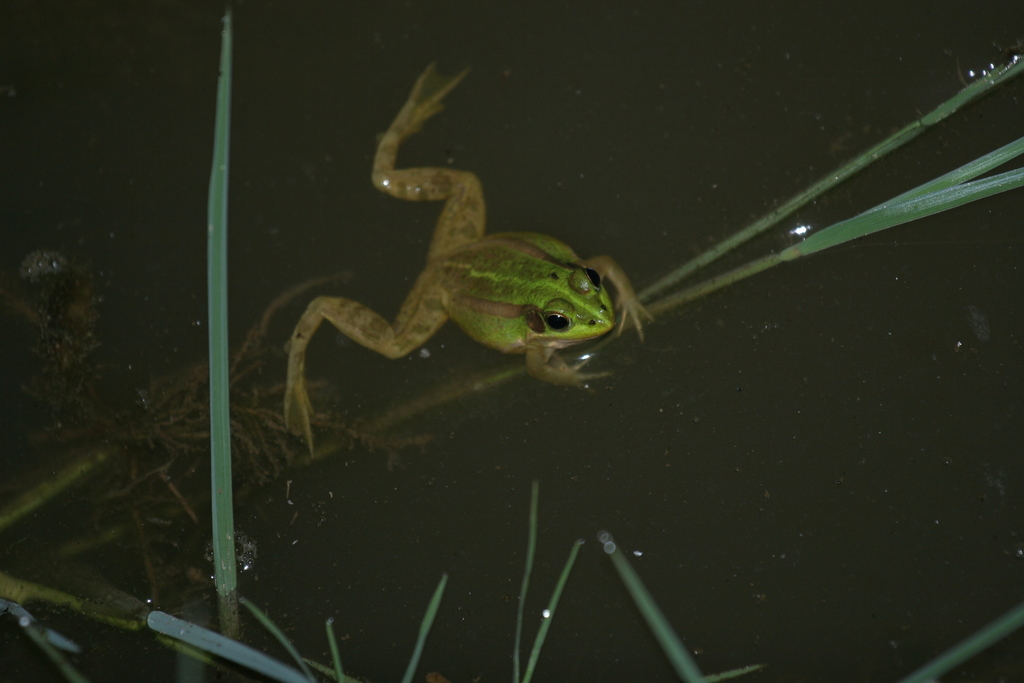 Eastern Golden Frog from 中国浙江省舟山市定海区 on July 18, 2011 at 08:49 PM by ...