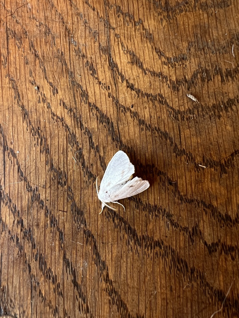 Swan Moth from Ffordd y Felin, Mold, Wales, GB on August 1, 2024 at 08: ...