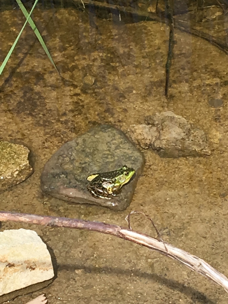 Mink Frog from Cardinal Woods, Mono, ON, CA on June 16, 2019 at 10:46 ...