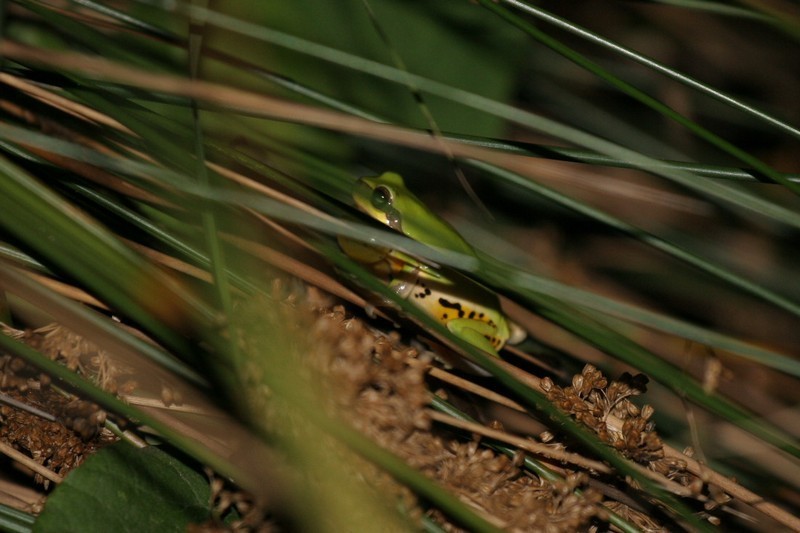 Common Chinese Tree Frog from 中国浙江省舟山市定海区 on July 13, 2011 at 08:39 PM ...