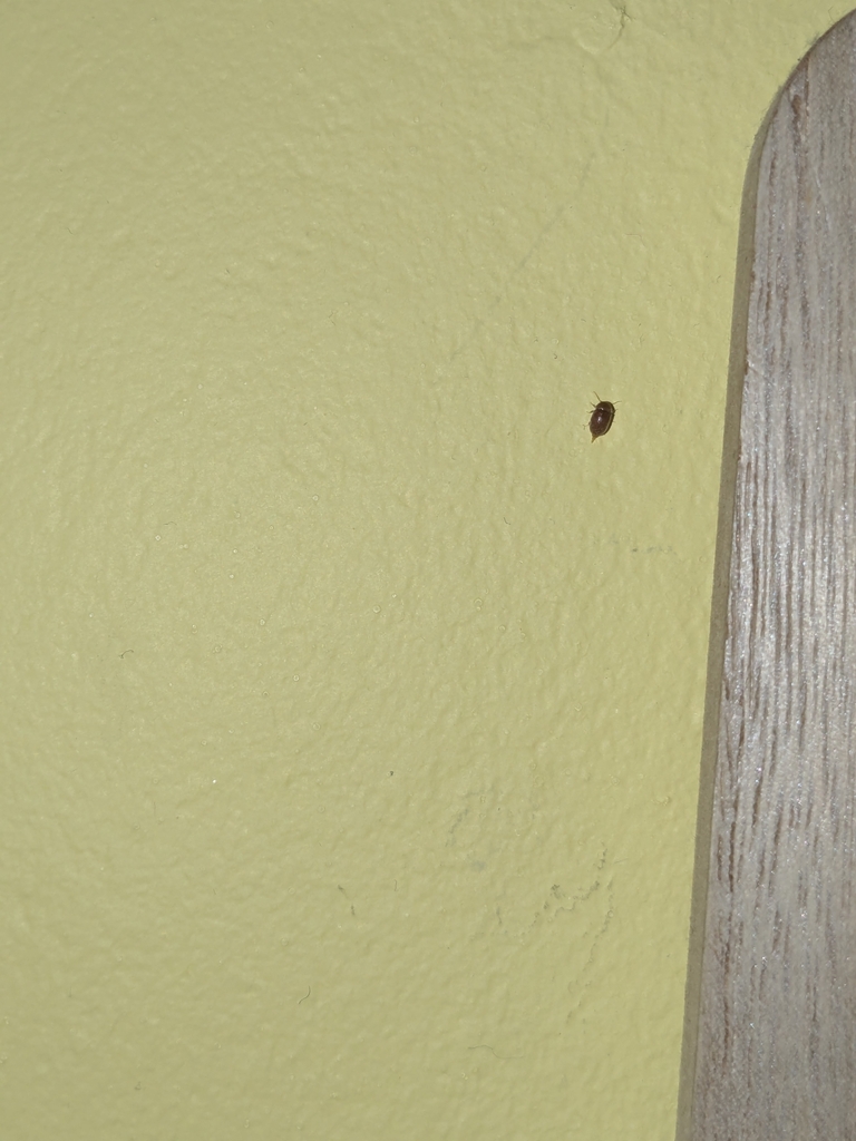 Water, Rove, Scarab, Long-horned, Leaf, and Snout Beetles from ...