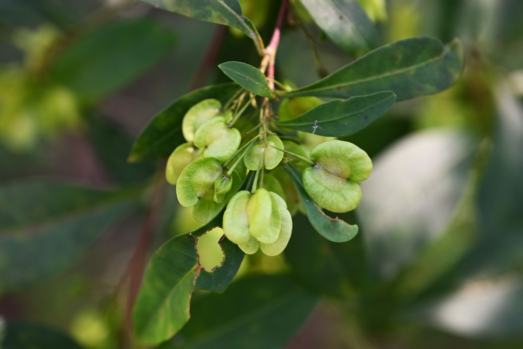 Common Hop Bush from Hollywell QLD, Australia on August 17, 2024 at 02: ...