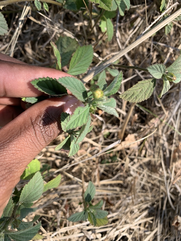 Sidas from Ubuhlebezwe, Ixopo, KZN, ZA on August 19, 2024 at 12:03 PM ...