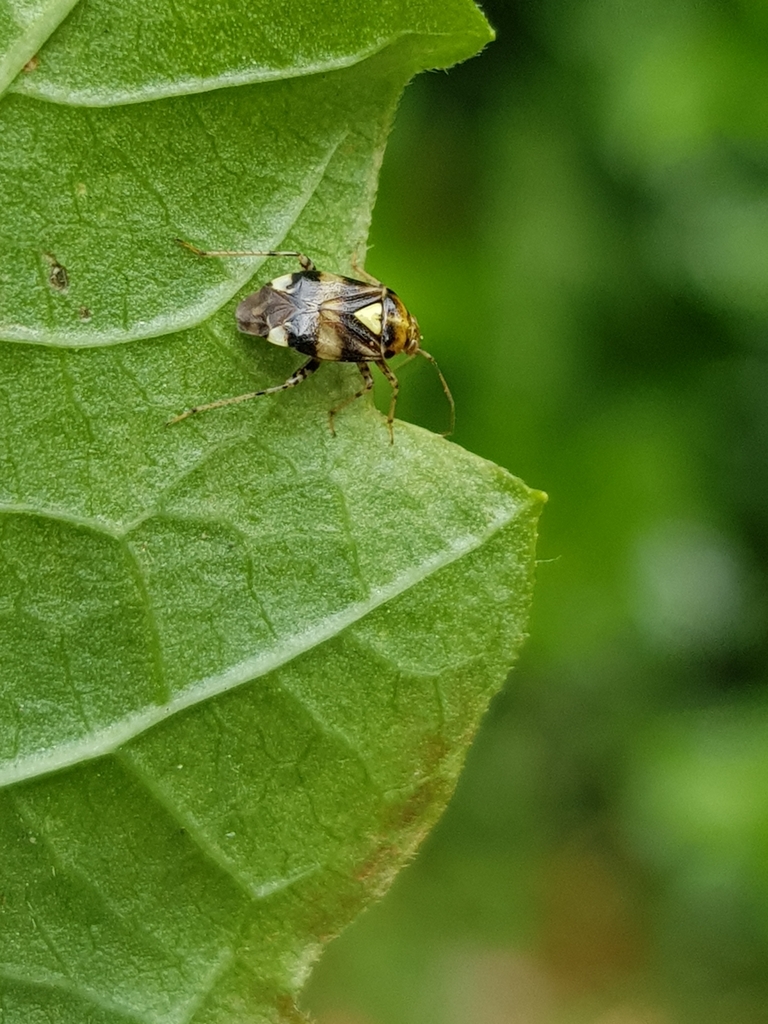 Three Spotted Nettle Bug from Langdon Hills, Basildon, UK on August 19 ...