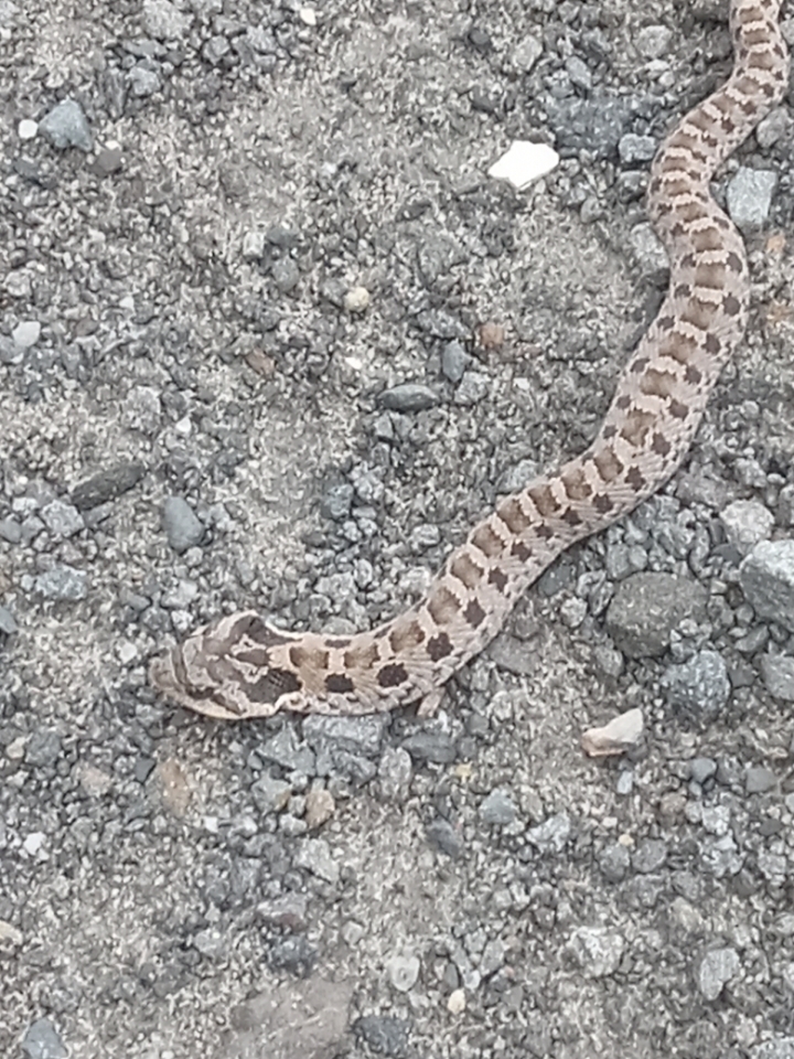 Eastern Hognose Snake by Lindsay Bienick · iNaturalist