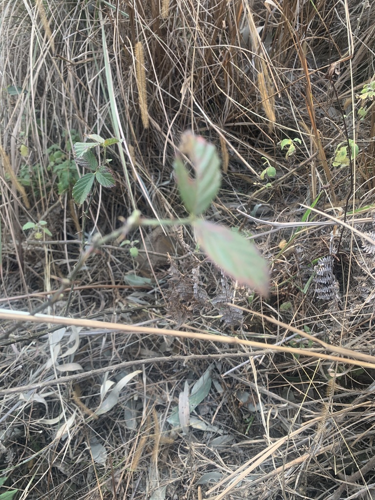 Cuneifolii from Ubuhlebezwe, Ixopo, KZN, ZA on August 19, 2024 at 02:05 ...