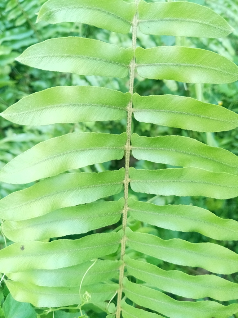 Broad Sword Fern from Central, SG on August 19, 2024 at 04:24 PM by ...