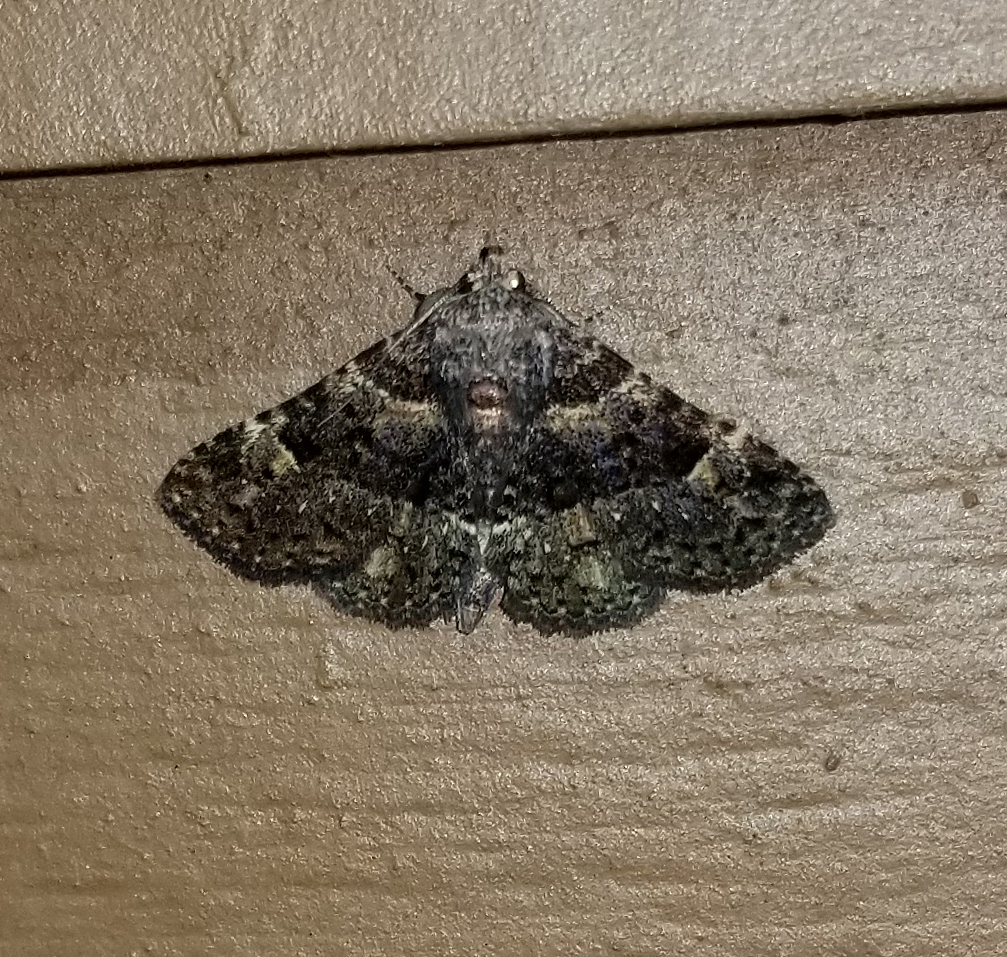 Common Fungus Moth from Fentress County, TN, USA on August 18, 2024 at ...