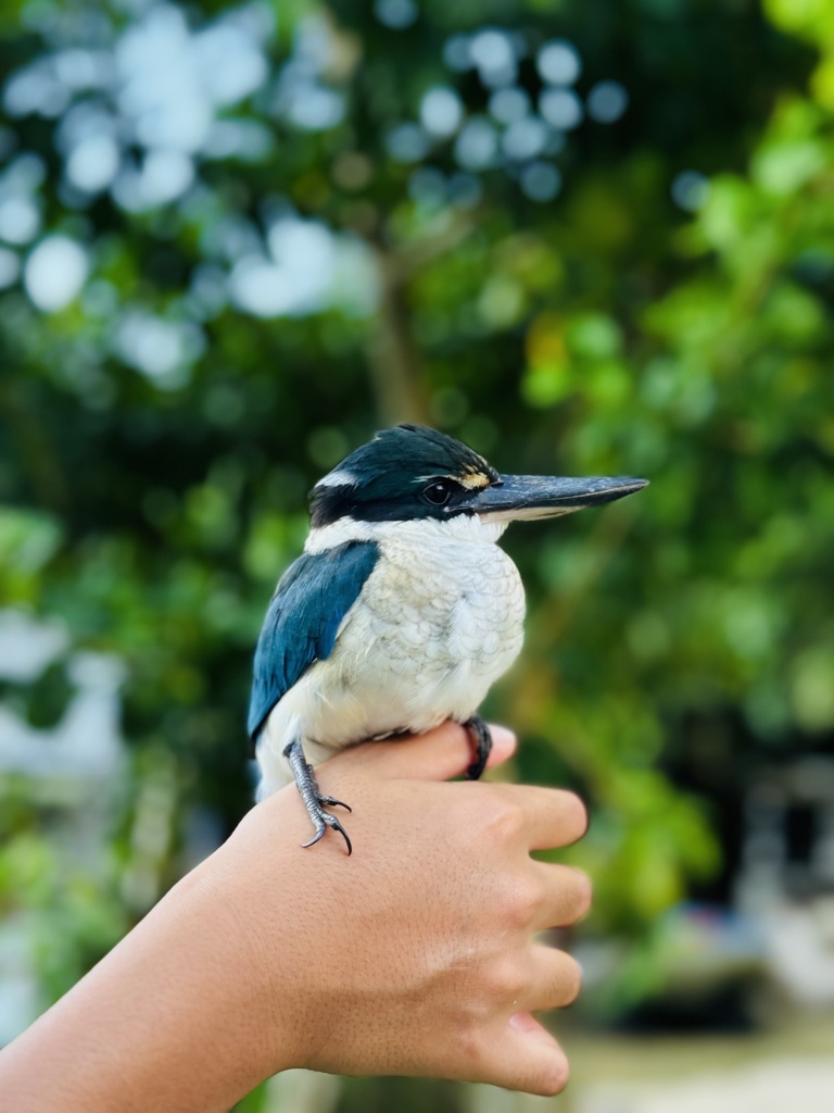 Palau Collared Kingfisher from Koror, Palau, PW on August 13, 2024 at ...
