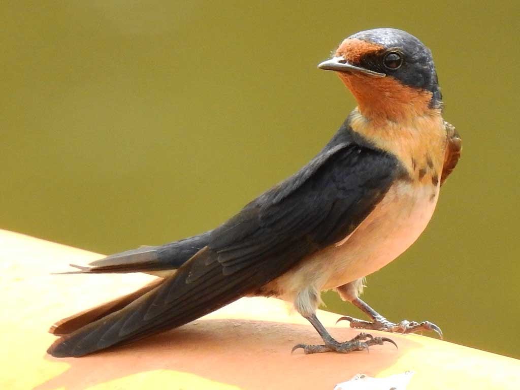 Angola Swallow from Muleba, Kagera, Tanzania on May 31, 2019 at 01:04 ...