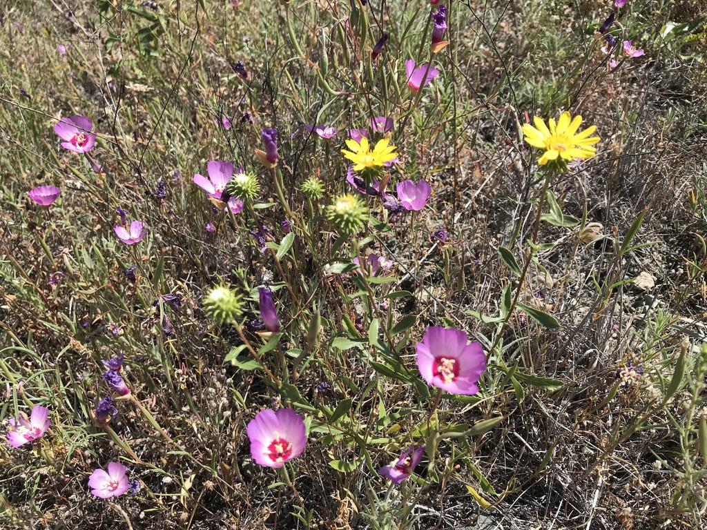 tracy's clarkia in June 2019 by Paul Aigner · iNaturalist