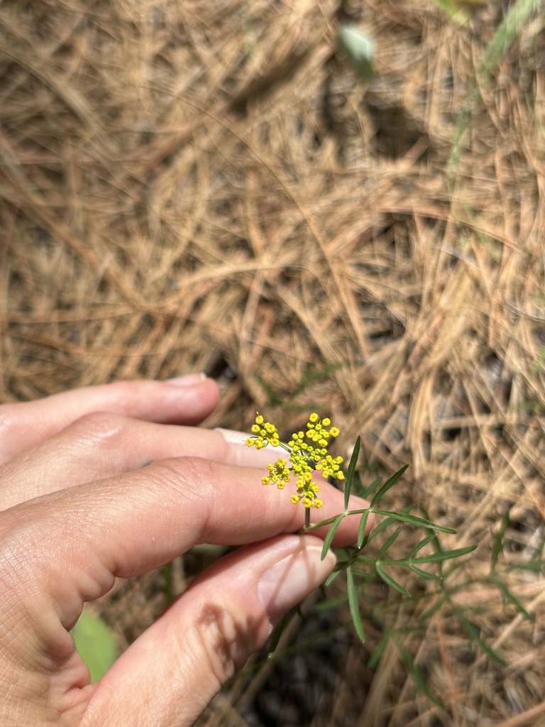 Alpine False Springparsley from Coronado National Forest, San Simon, AZ ...
