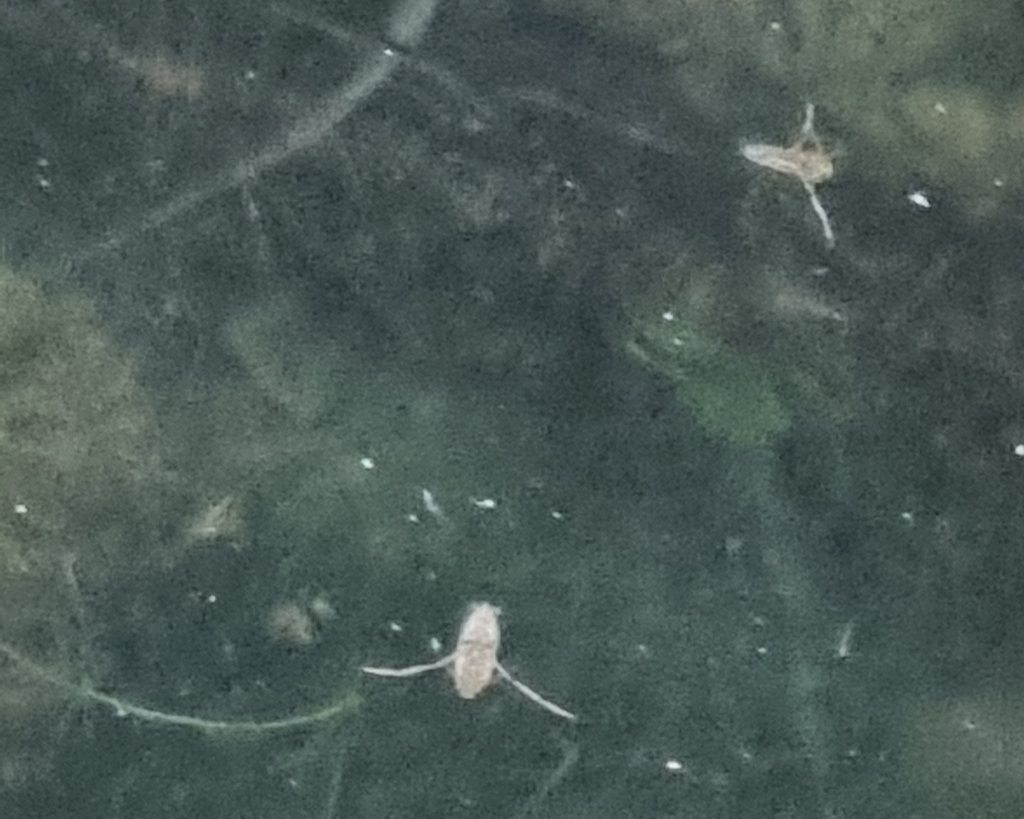 Water Bugs from 47826 Verucchio, Province of Rimini, Italy on August 2 ...
