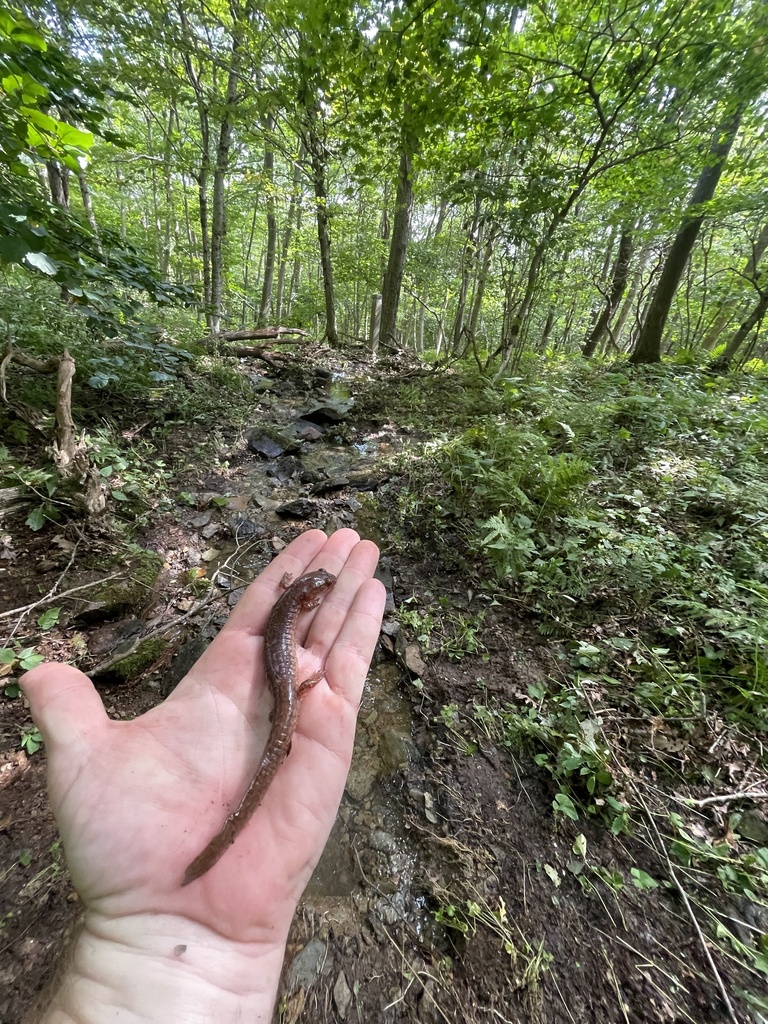 Northern Spring Salamander in August 2024 by Jake Scott · iNaturalist