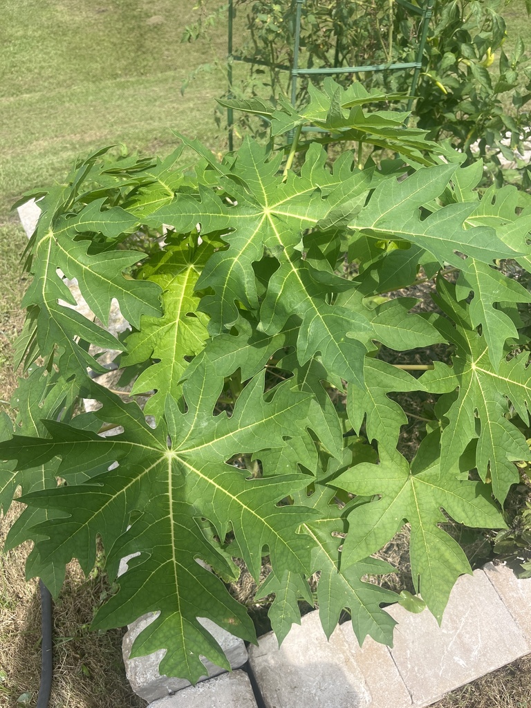 Papaya from Indy Dr, North Charleston, SC, US on August 19, 2024 at 12: ...