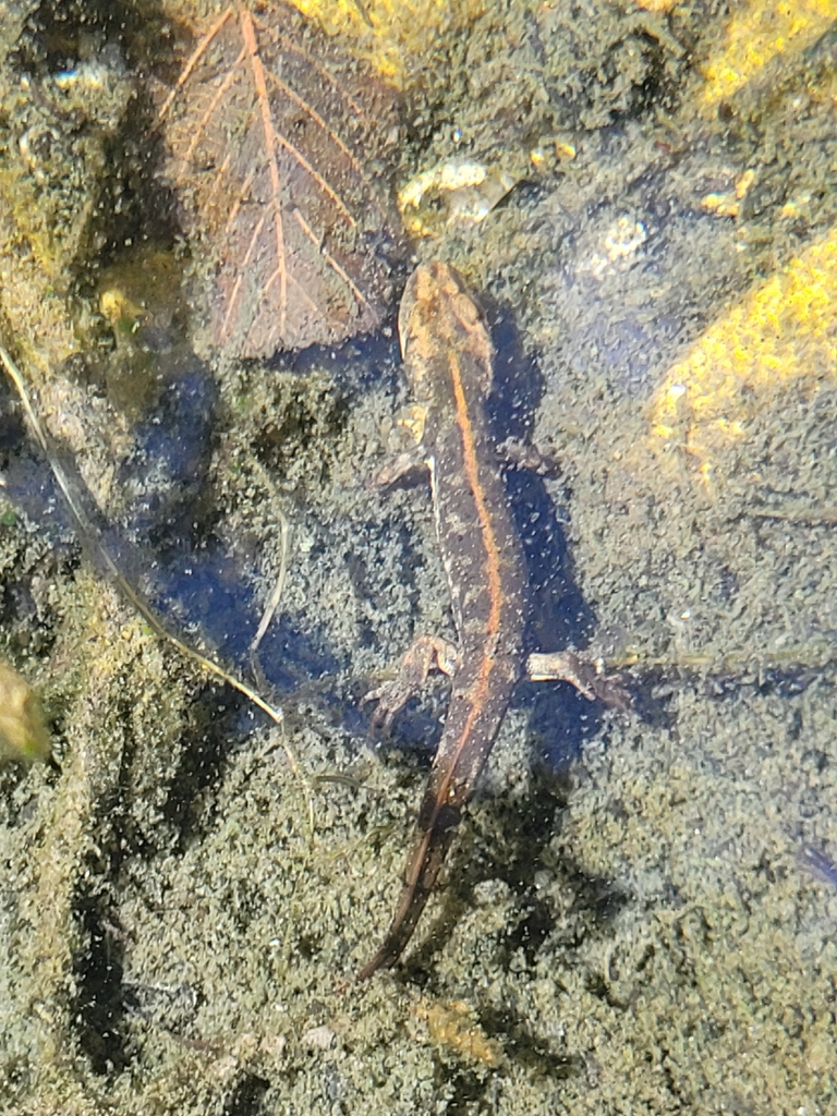 Sardinian brook salamander in August 2024 by Monica Urru · iNaturalist