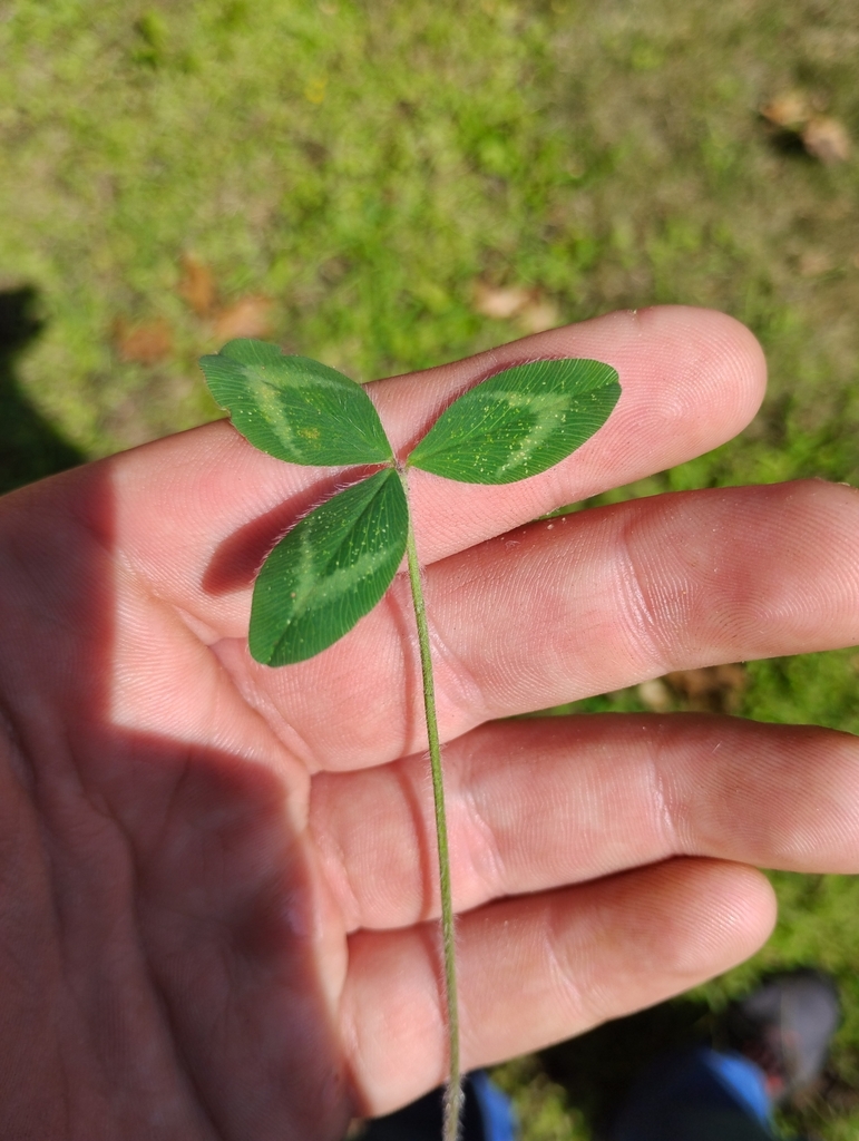 Red Clover from Burnett County, US-WI, US on August 19, 2024 at 11:57 ...
