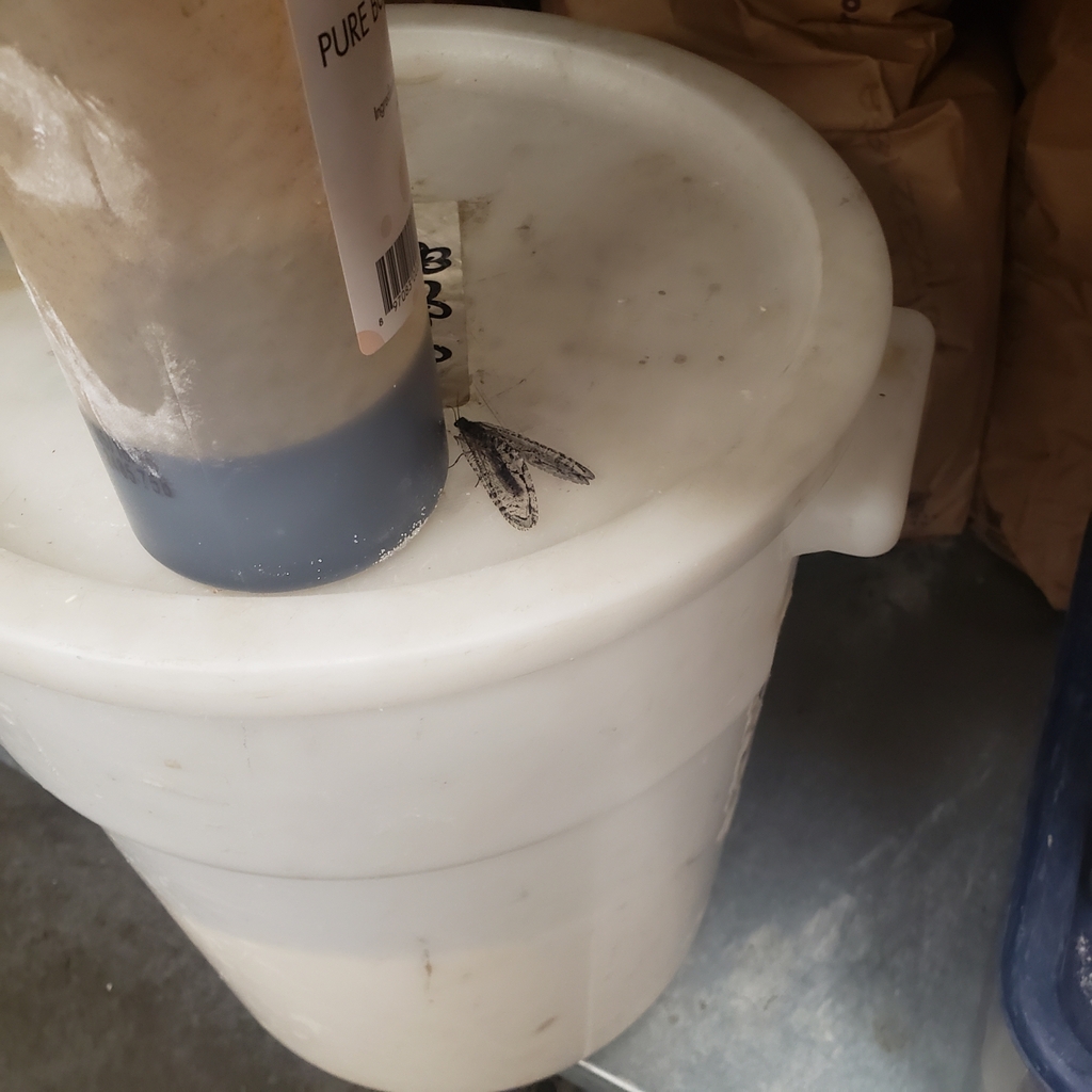 Giant Lacewing from Summit West, Bend, OR, USA on August 17, 2024 at 03 ...