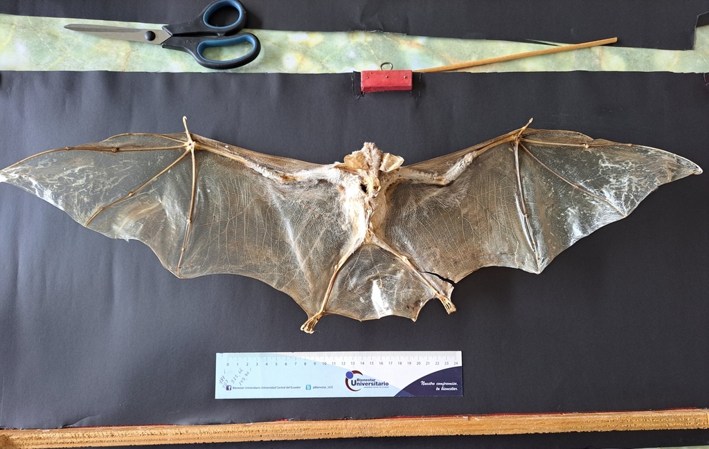 spectral bat in February 2023 by Marco A Rodríguez Segovia. LMGO14 en ...