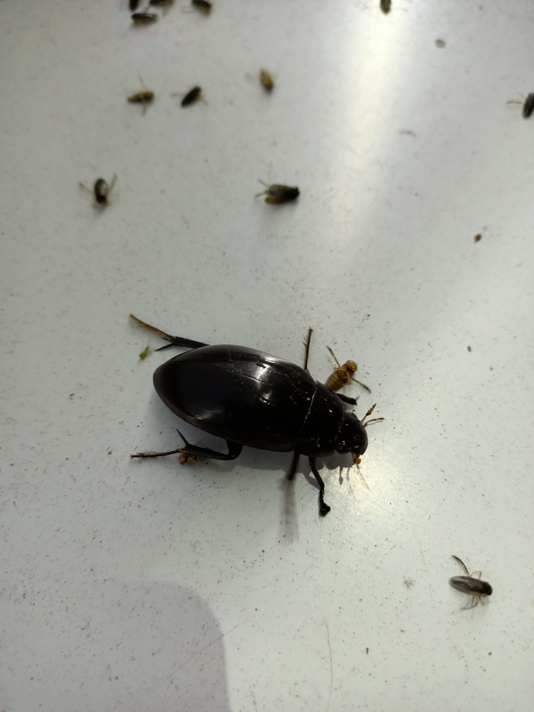 Hydrophilus aterrimus from Центральный р-н, Курган, Курганская обл ...