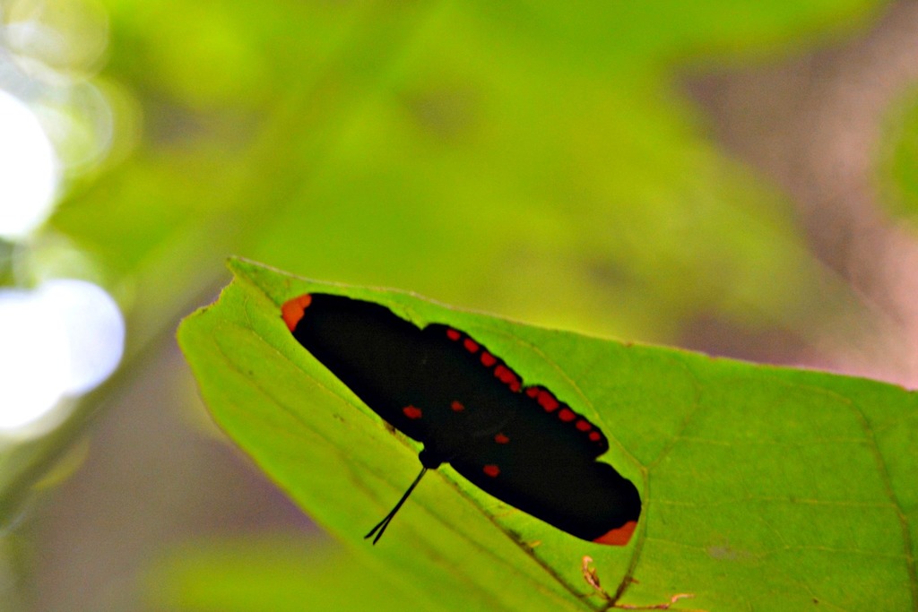 Red-bordered Pixie from Centro, Tab., México on July 5, 2016 at 10:31 ...