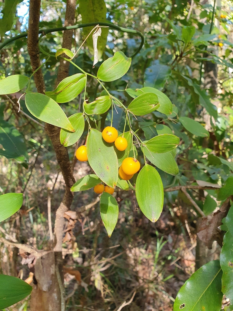 Wombat Berry from Mystery Bay NSW 2546, Australia on August 18, 2024 at ...