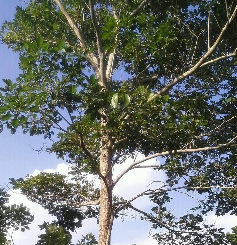 Apamate rosa (Flora en el Corregimiento de Flamenco en Maria La Baja ...