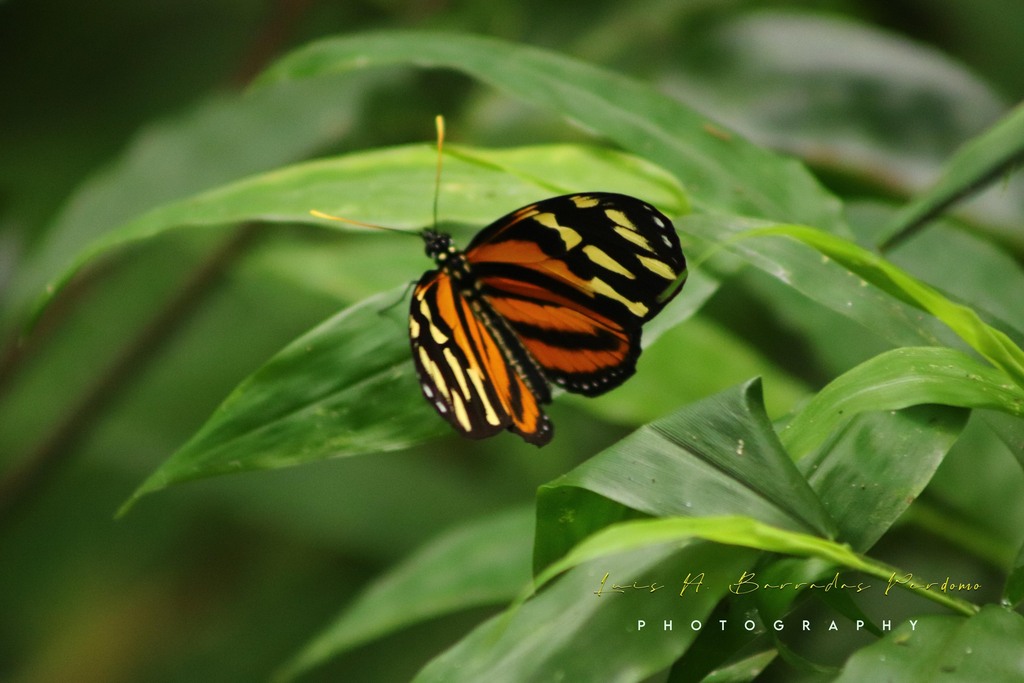 Eueides isabella eva from Nido del Halcón, Col Santa Bárbara, Ver ...
