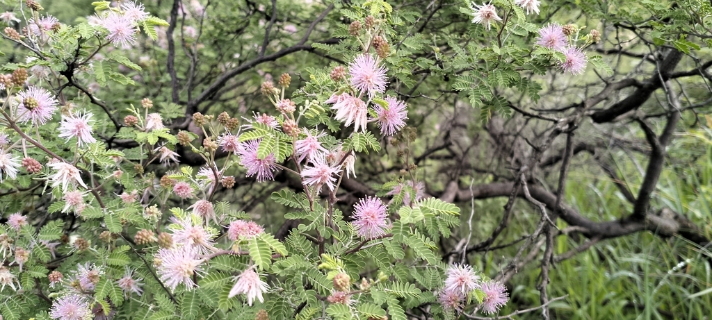 catclaw mimosa from Los Lagos, 47030 San Juan de los Lagos, Jal ...