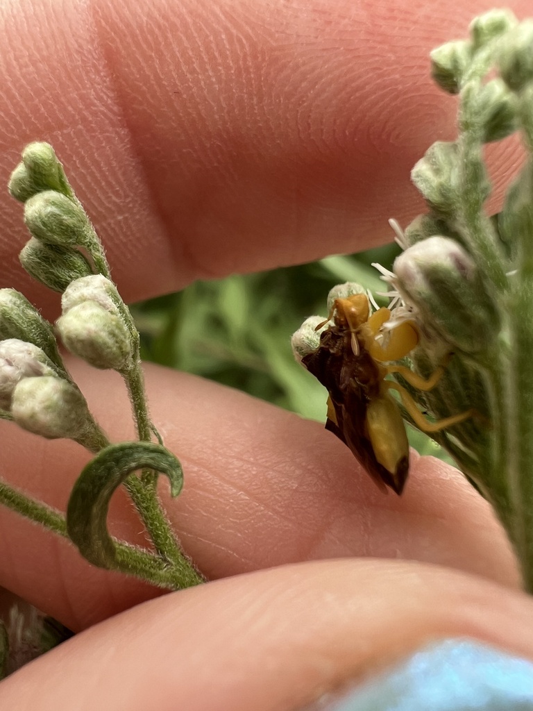 Pennsylvania Ambush Bug from Parma, OH, US on August 19, 2024 at 02:20 ...