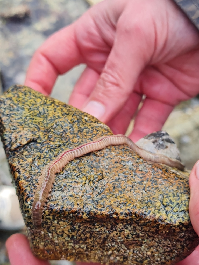 Phyllodocida from A4, Jersey on February 27, 2024 at 02:45 PM by ...