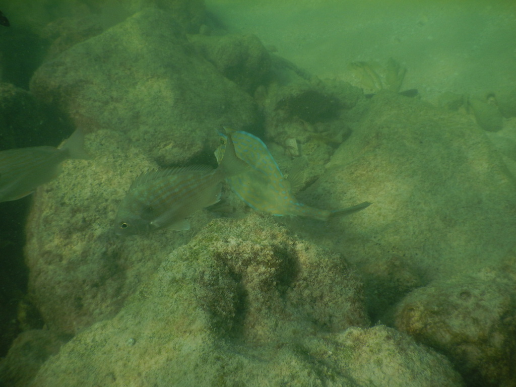Scrawled Cowfish from 97336 Chuburná, Yuc., México on May 16, 2024 at ...