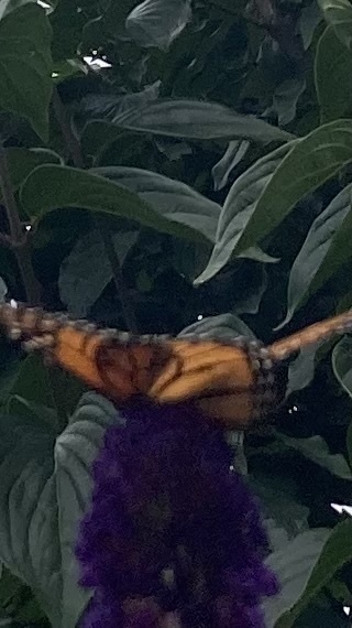 Monarch from Olbrich Botanical Gardens, Madison, WI, US on August 18 ...