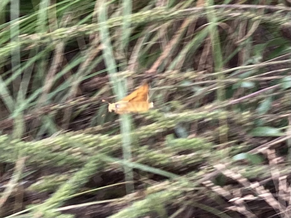 Fiery Skipper from Olbrich Botanical Gardens, Madison, WI, US on August ...